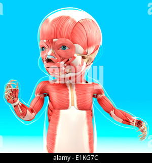 Baby's muscular system computer artwork Stock Photo - Alamy
