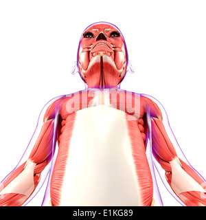 Human brachioradialis muscle computer artwork Stock Photo - Alamy