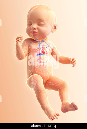 Illustration of a baby's heart-lung system Stock Photo - Alamy