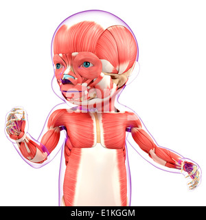 Baby's muscular system computer artwork Stock Photo - Alamy