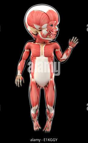 Baby's muscular system computer artwork Stock Photo - Alamy