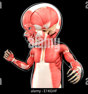 Baby's muscular system computer artwork Stock Photo - Alamy