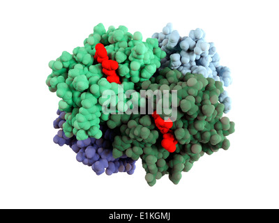Haemoglobin molecule Computer artwork showing the tertiary structure of ...