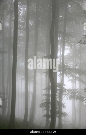 Trees in Fog Stock Photo - Alamy