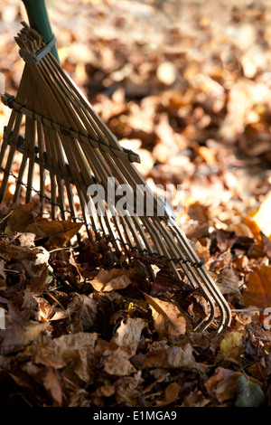 Tidying up the garden for autumn, collecting leaves into a garbage bag ...