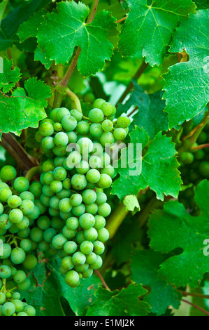 riesling grapes bright Stock Photo - Alamy
