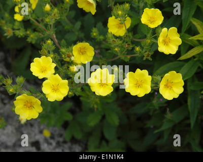Potentilla fruticosa 'Elizabeth' shrub close up of flowers Stock Photo ...