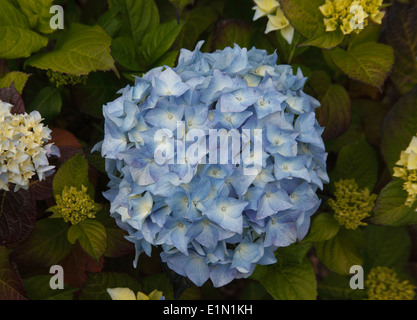 Hydrangea macrophylla Blue Bonnet Stock Photo - Alamy