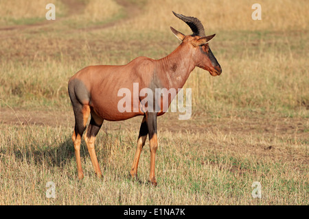 A topi antelope (Damaliscus korrigum), Masai Mara National Reserve ...