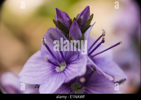 Veronica prostrata ‘Spode Blue’ prostrate speedwell Spode Blue – pale ...