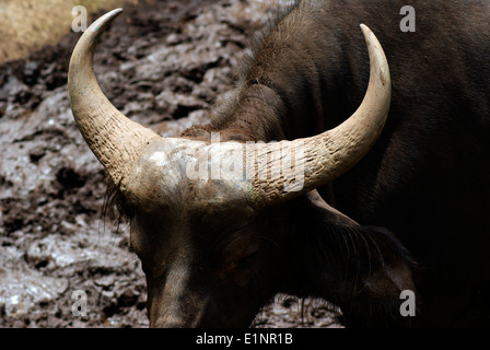 Gaur (Indian bison) skull with horns and bones in Periyar wildlife ...