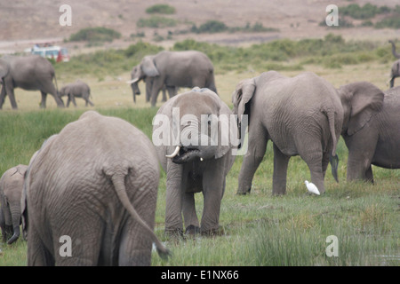 Solo elephant in the crowd Stock Photo - Alamy