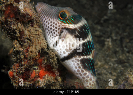 Black-saddle Toby (aka Valentine's Toby - Canthigaster Valentini ...