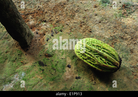 Macambo fruit- Type of Cocoa in Industria - PANGUANA . Department of ...
