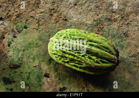 Macambo fruit- Type of Cocoa in Industria - PANGUANA . Department of ...