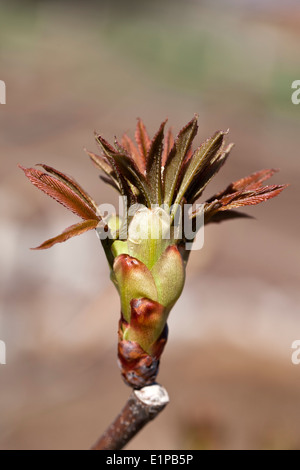 buckeye bud leaf Stock Photo - Alamy