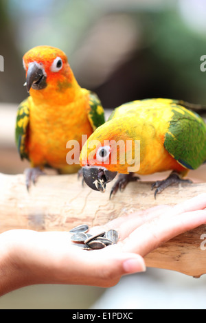 head of parrot is eating foods on tree branch in the garden Stock Photo ...