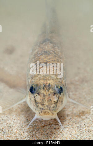 Vertical portrait of a White-finned gudgeon Stock Photo - Alamy