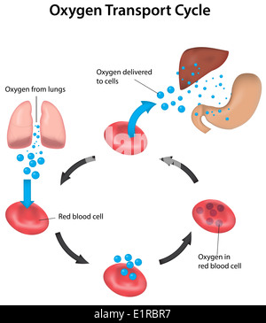 Oxygen Transport Cycle from Lungs to Organs Labeled Stock Vector Art & Illustration, Vector ...