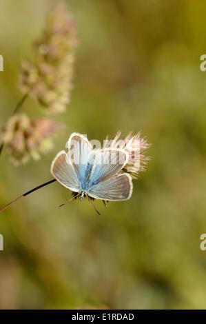 Damon Blue (Agrodiaetus damon) butterfly on thistle bud, Netherlands ...