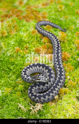 photo of a male common viper Stock Photo - Alamy