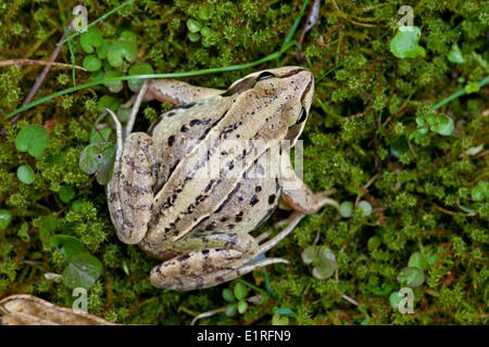 Green frog seen from above in a green surrounding Stock Photo - Alamy