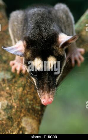 Four-eyed opossum, Philander opossum, and false vampire bat, Vampyrum ...