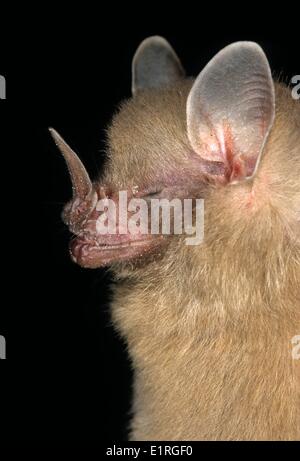 Leaf-nosed Bat (Phyllostomidae), Amazon, Ecuador Stock Photo - Alamy