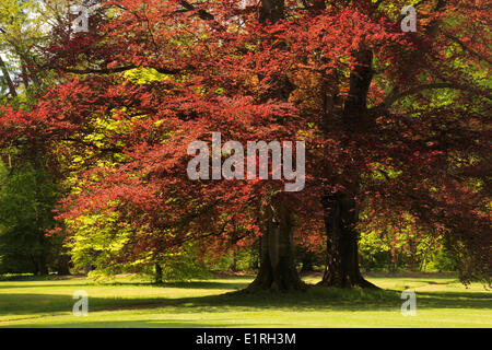 Red springleaves of a red beech Stock Photo - Alamy