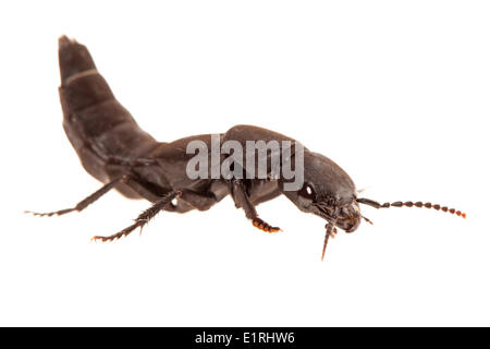 Rove beetle, Devil's coach-horse beetle, Cocktail beetle (Ocypus Stock ...