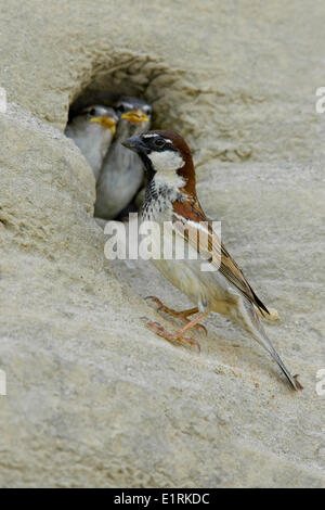 Italian Sparrow (Passer italiae Stock Photo - Alamy