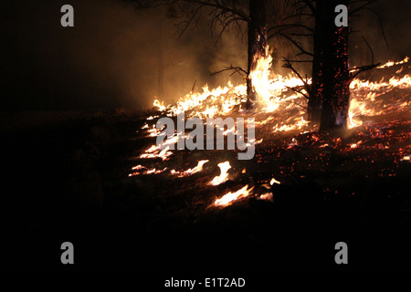 This image shows the aftermath of the Wallow Fire in Apache-Sitgreaves ...