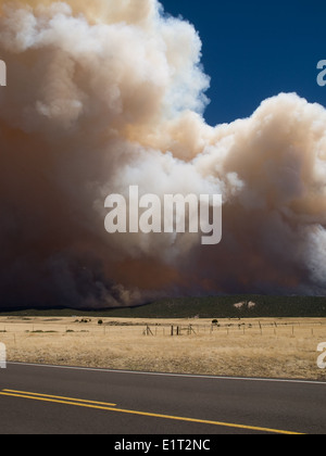 The Wallow Fire in 2011 devastated parts of Apache-Sitgreaves National ...