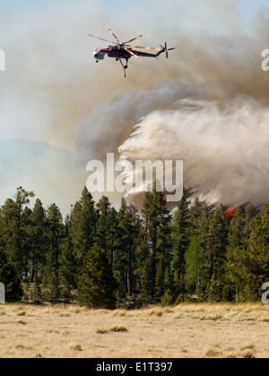 A photo of the Apache-Sitgreaves National Forest in Arizona, showing a ...