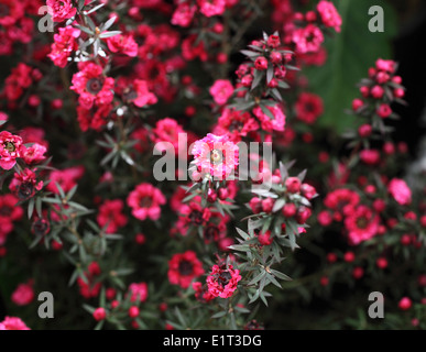 Leptospermum 'Burgundy Queen' close up of flower Stock Photo - Alamy