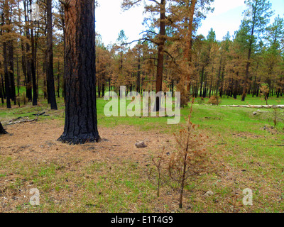 The Wallow Fire of 2011 burned through Arizona's Apache-Sitgreaves ...