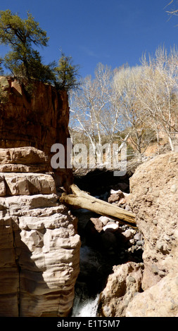 The Blue Range Primitive Area, located in Arizona, is a protected ...