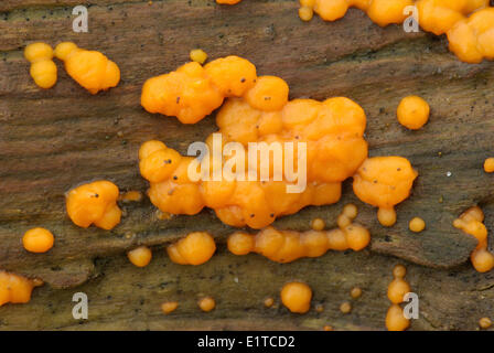 The bright orange fruiting body of Dacrymyces stillatus, also known as ...