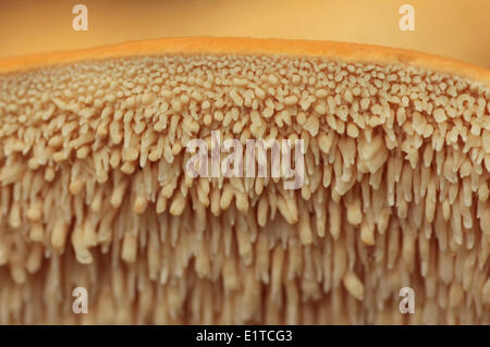 Spines of a Hedgehog Mushroom (Hydnum repandum, aka Dentinum Stock ...