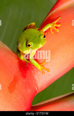 Green reed frog (Hyperolius tuberilinguis) from the Greater Gorongosa ...