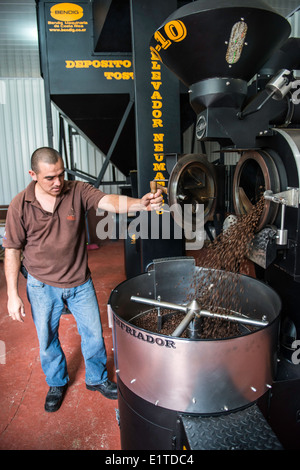 Coffee beans at Mi Cafecito coffee farm in San Miguel Costa Rica Stock ...