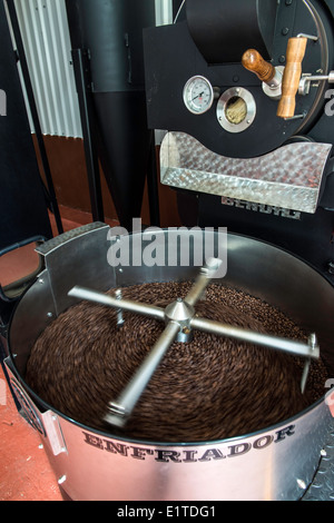 Coffee beans at Mi Cafecito coffee farm in San Miguel Costa Rica Stock ...