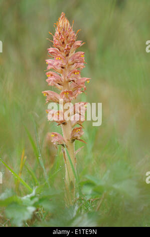 Flowering Greater Broomrape, a rare parasite plant growing on Scotch ...