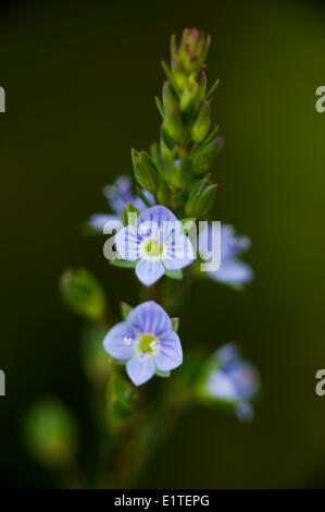 Blue water speedwell Stock Photo - Alamy