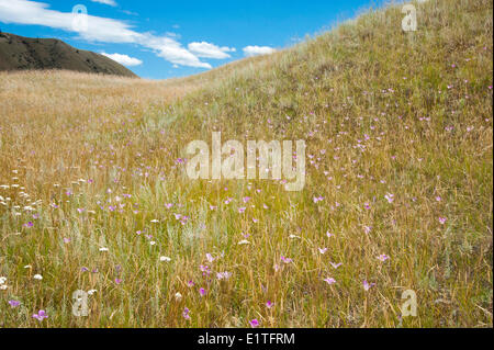 Hiking and photographing in the BC Grasslands of British Columbia Stock ...