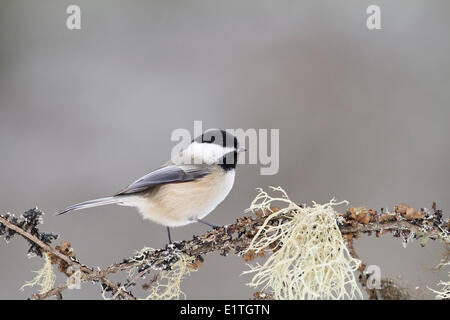 Black-capped Chickadee Parus atricapillus & Tufted Titmouse Baeolophus ...