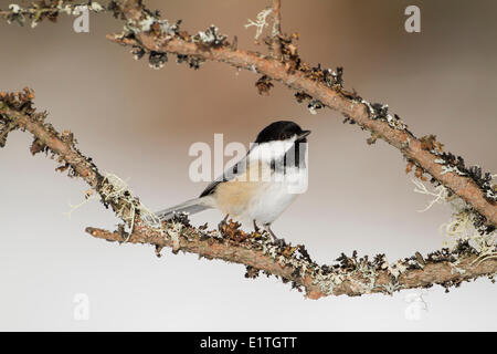 Black-capped Chickadee Parus atricapillus & Tufted Titmouse Baeolophus ...