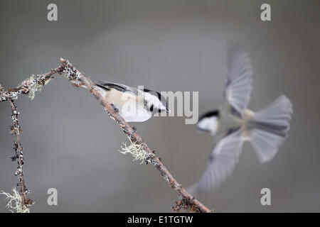 Black-capped Chickadee Parus atricapillus & Tufted Titmouse Baeolophus ...