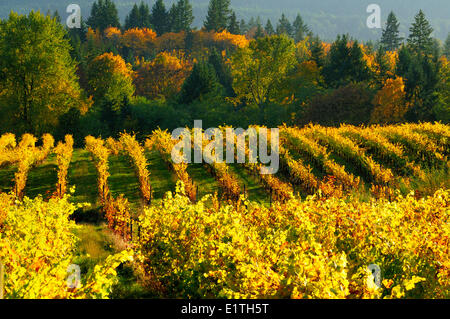 Rows of grapes in fall colours in the vineyard at the Zanatta Winery in ...