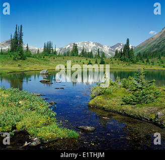 Subalpine Fir (Abies lasiocarpa) blue cones with pitch on a tree in ...